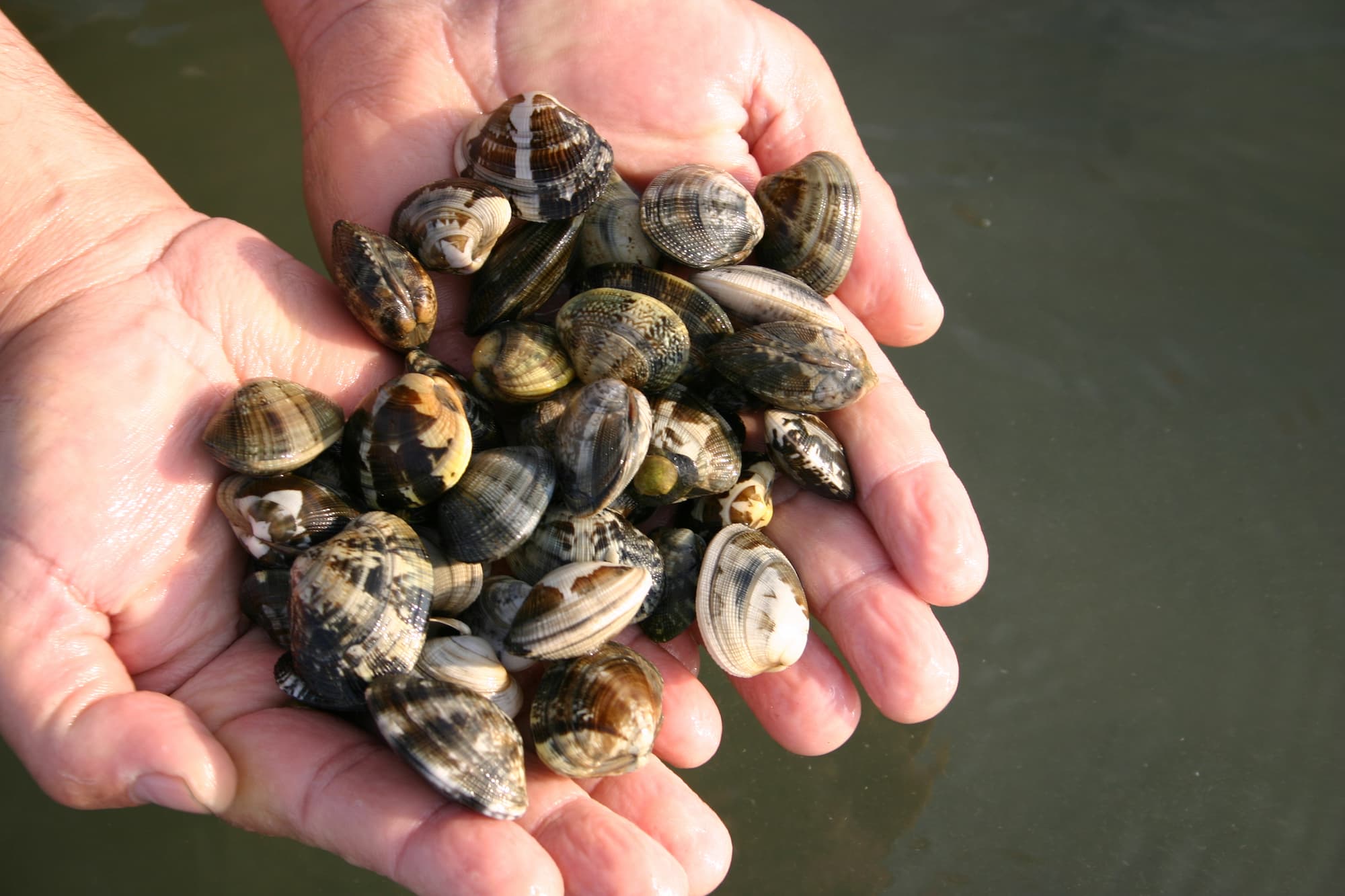Chilean mussel volumes to go up - Eurofish