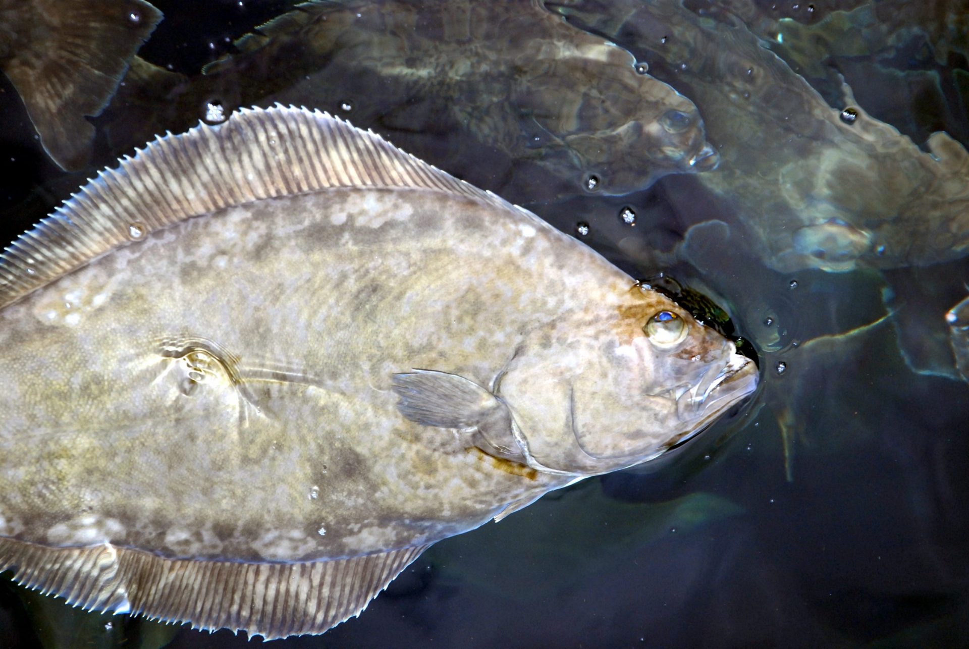 Marked differences between black and white halibut - Eurofish