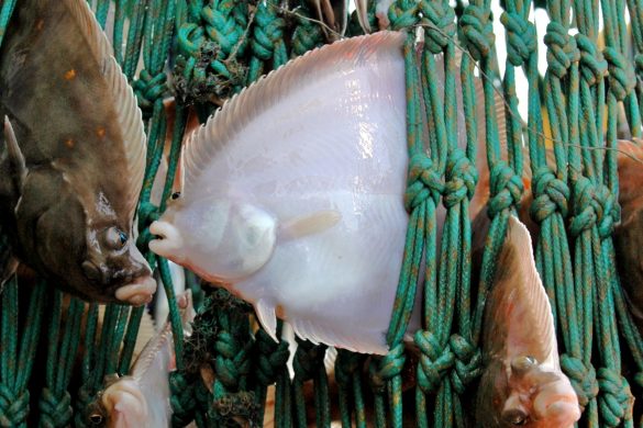 Musky octopus is a Mediterranean classic - Eurofish