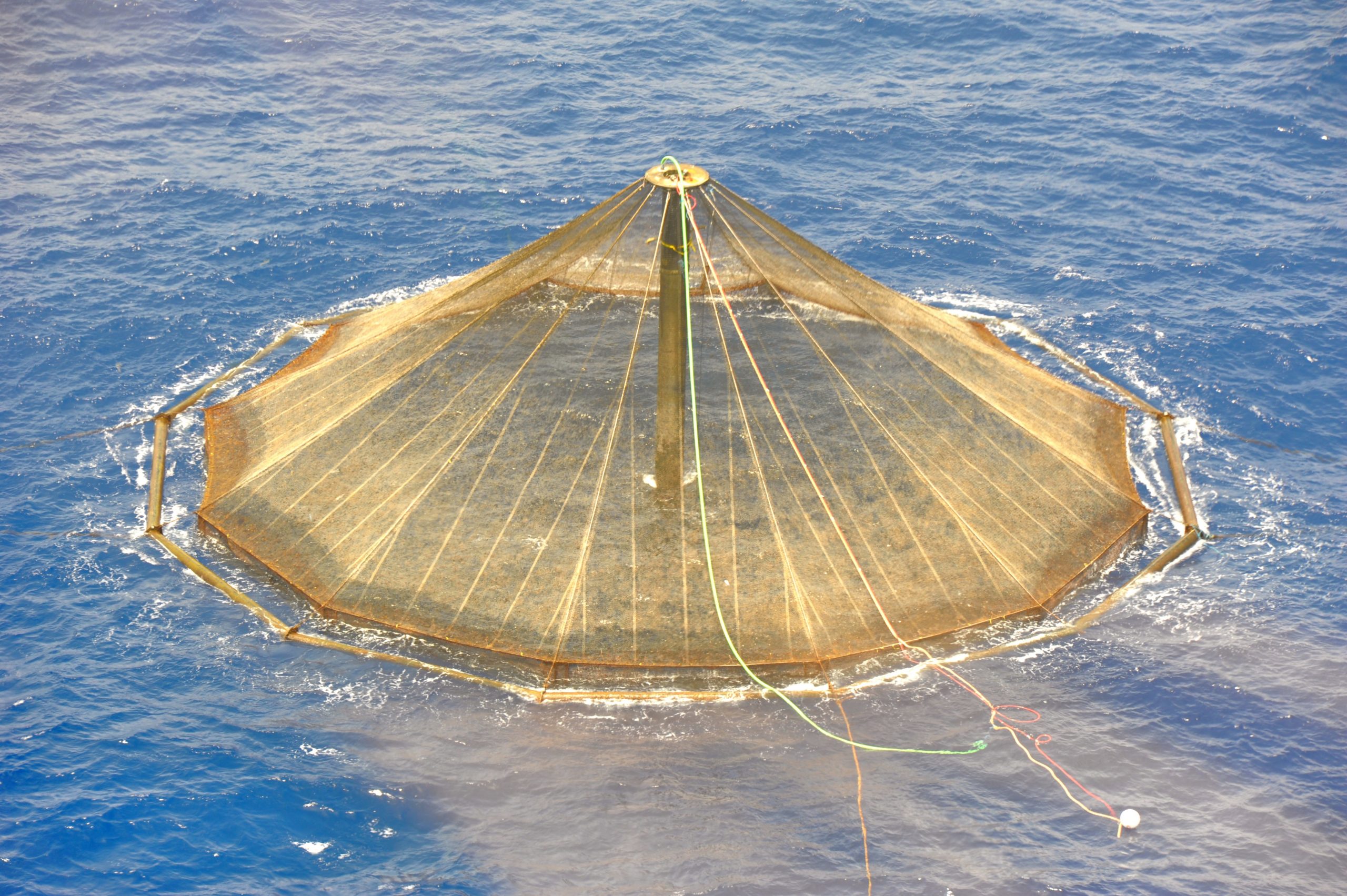 An aquaculture product in wild fish quality - Eurofish