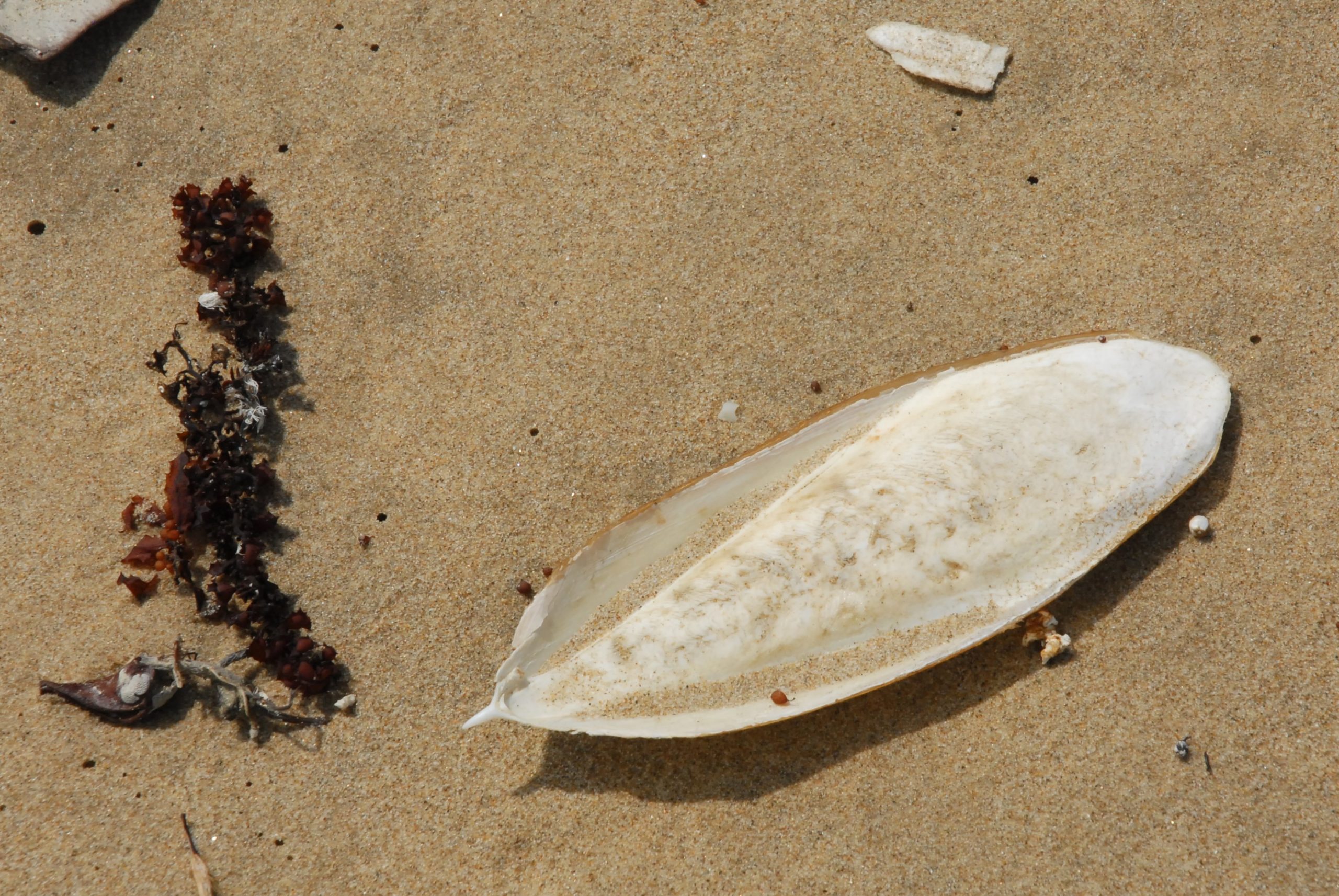 Climate change drawing squid northwards - Eurofish