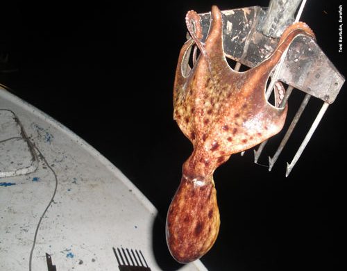 Rapana – the predatory and highly invasive marine snail - Eurofish